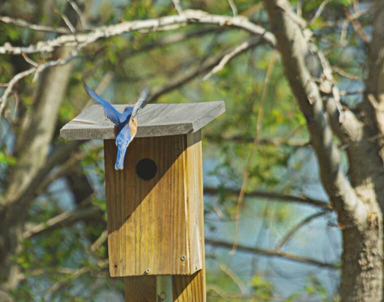 When to Put Up A Bluebird House - Bluebird Landlord