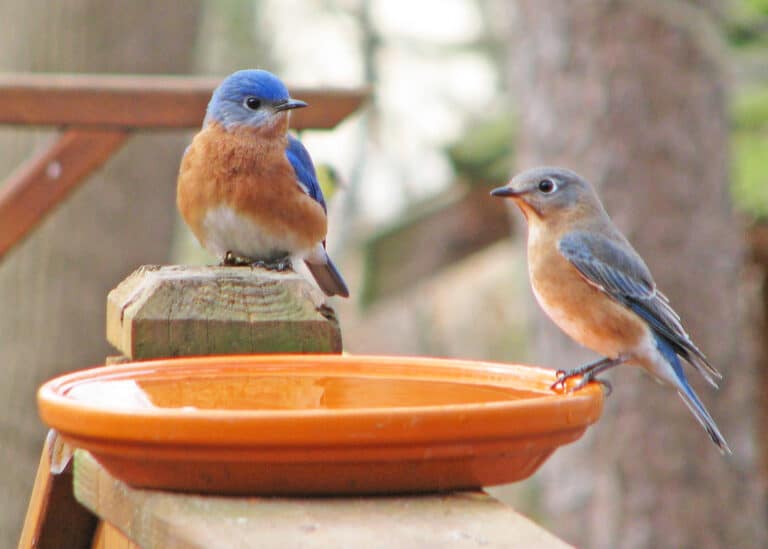 Eastern Bluebirds - 7 Surprising Facts - Bluebird Landlord