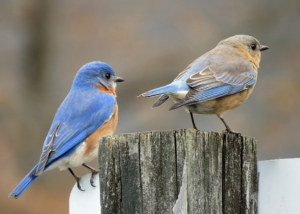 Bluebirds in Minnesota [The Ultimate Resource] - Bluebird Landlord