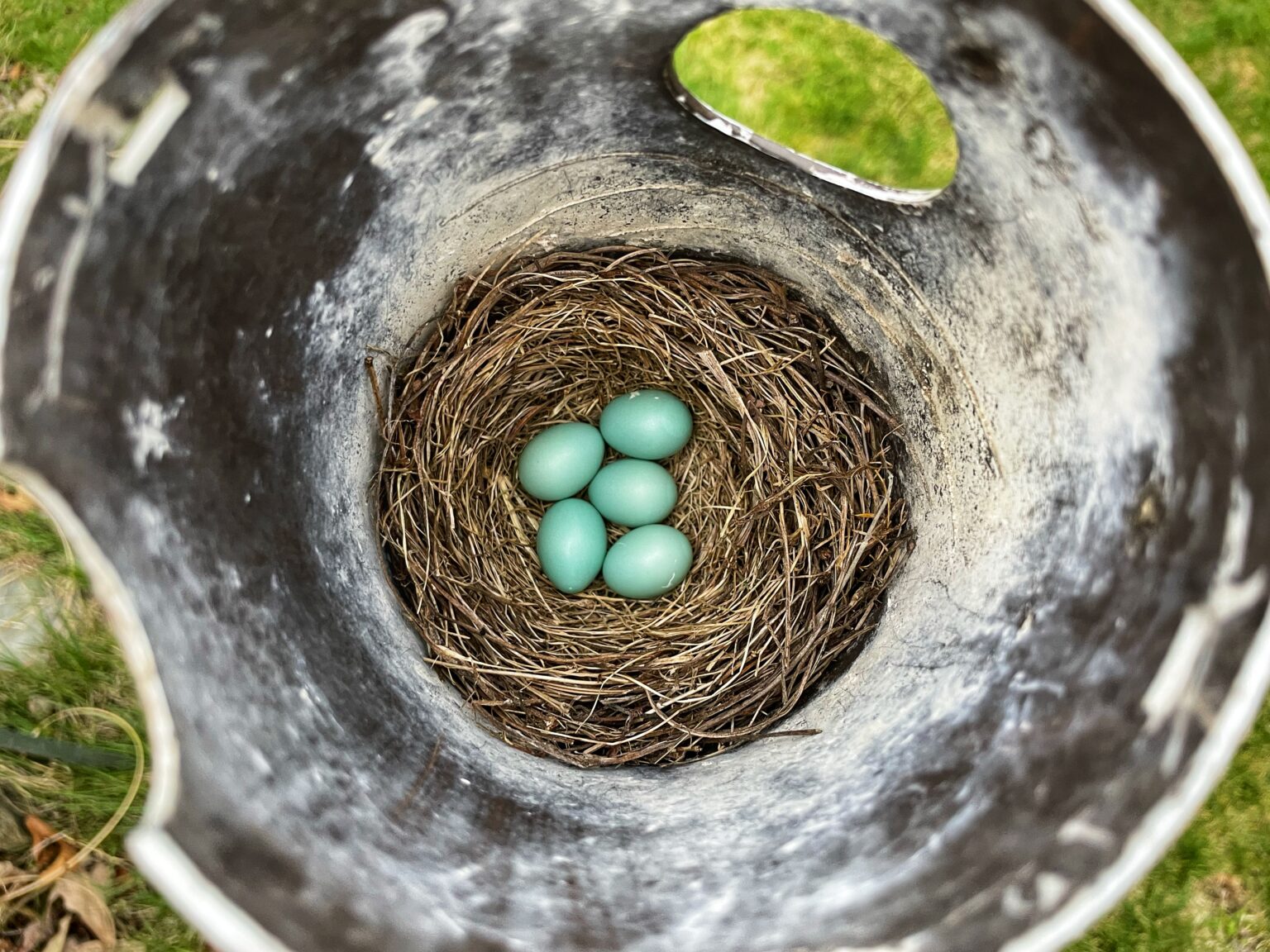 Bluebird Egg Color (Common and Rare Variations) - Bluebird Landlord