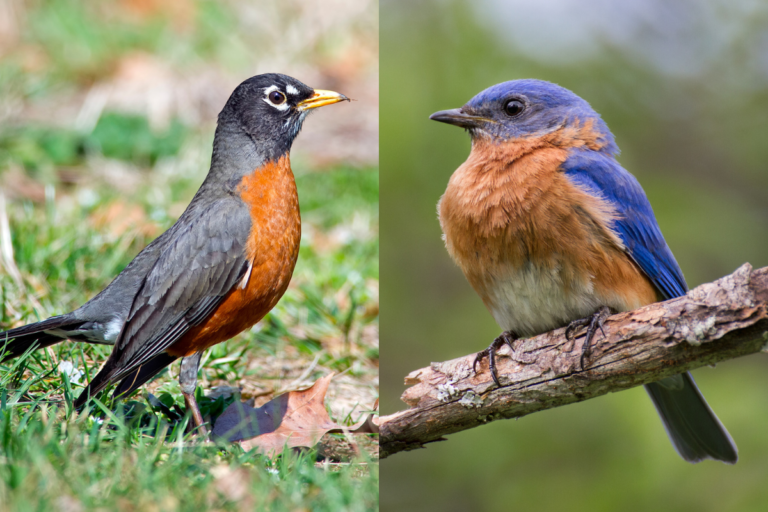 American Robin vs. Eastern Bluebird - Bluebird Landlord