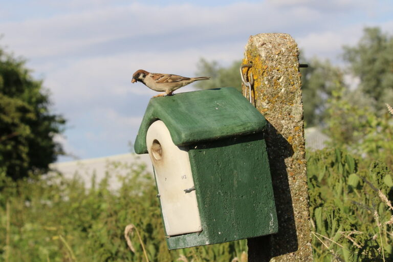 Are Bluebirds Aggressive? (To People, Other Birds, Etc.) - Bluebird ...
